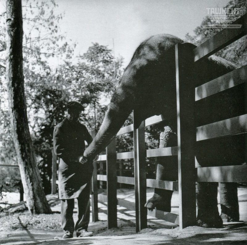 The past and present of the old Tashkent Zoo (find out what there is ...